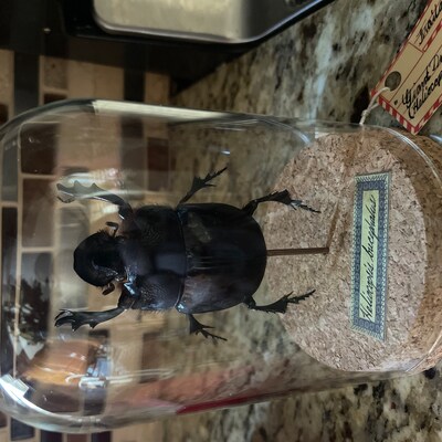 Real Leafhopper Bug Display Unique Insect Display Dome - Etsy