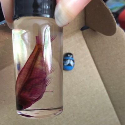 Diaphonized Pleco FISH and Non-diaphonized ANCISTRUS, Wet Specimen ...