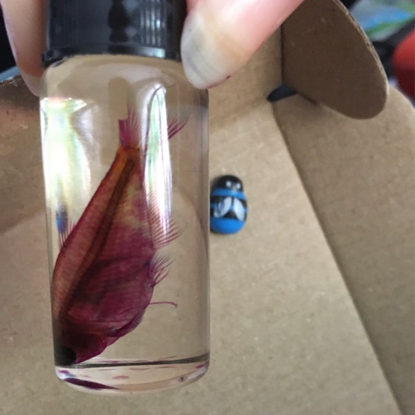 Diaphonized Pleco FISH and Non-diaphonized ANCISTRUS, Wet Specimen ...