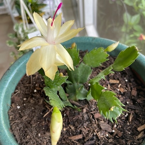 Christmas Cactus 1 Rooted Plant limelight Dancer Thanksgiving ...