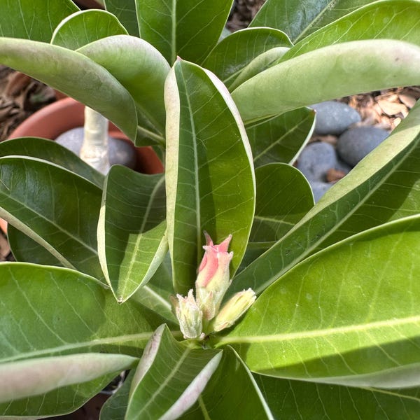 1 Grafted Double "purple Fire" Adenium /desert Rose Plant. 5-7 Inch ...