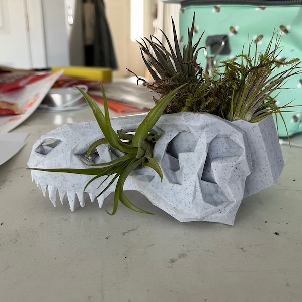 T-bone the T-rex Skull Planter With Plants - THE ORIGINAL! - Nontoxic ...