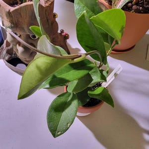 Hoya Australis Ssp. Keysii Easy to Grow Hoya, Rooted Plant Shipped in 2 ...