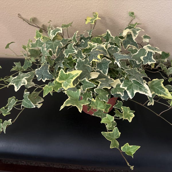 Golden English Ivy - Hedera Helix - Etsy