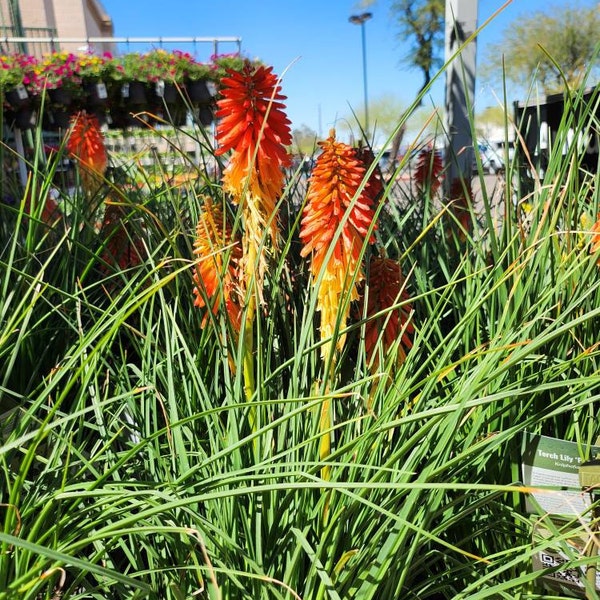 Witches Black Salt ~ Protection, Purification, Banishing, Circle ...