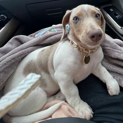 Pearl Dog Collar Necklace, Personalized Pearl Pet Collar Necklace ...