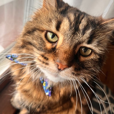 Periwinkle Gold Star Cat Collar With Bell, moon Shadow Breakaway Rifle ...