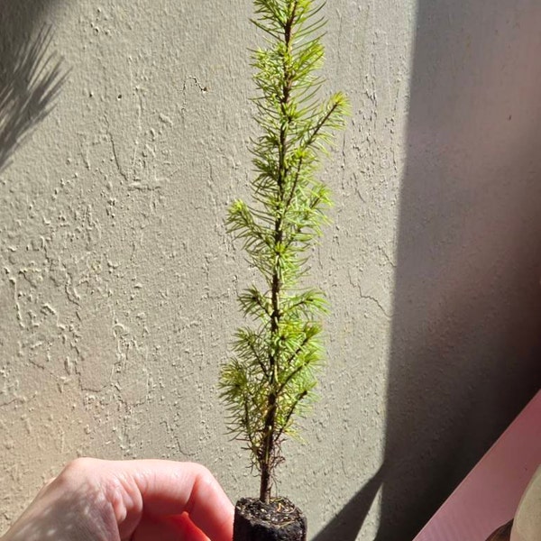 Treesagain Peruvian Apple Cactus Cuttings - Cereus Repandus - Etsy