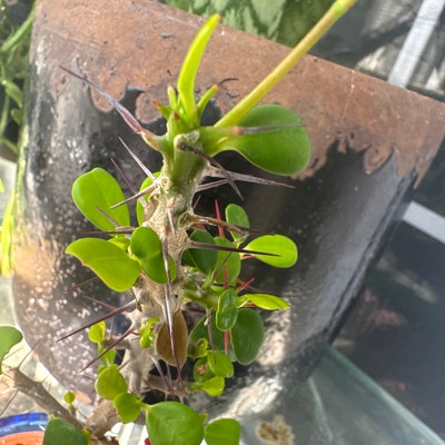 Dwarf Crown of Thorns Red Form euphorbia Milii Imperatae - Etsy