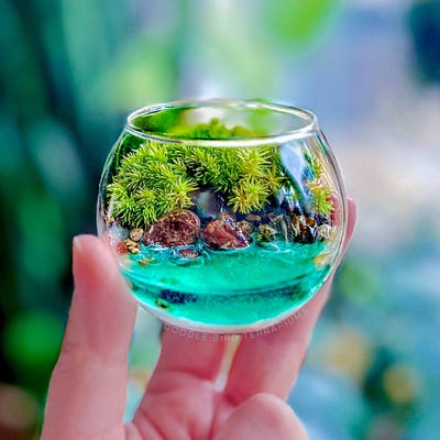 Princess Pine Tree Clubmoss Plants for Fairy Garden, Terrarium, Garden ...