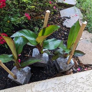 Musa poquito Banana Tree/ Banana Tree in 4 Inch Cups one | Etsy