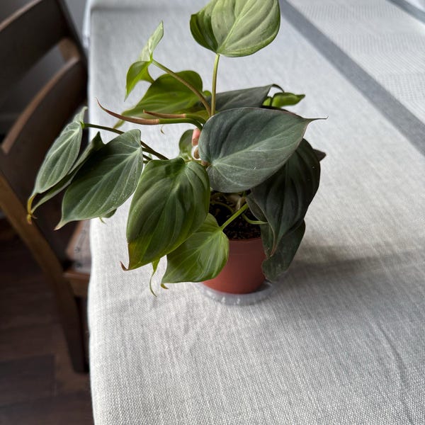 Mican Philodendron | Velvet Leaf Philo | Indoor & Outdoor Live Tropical ...