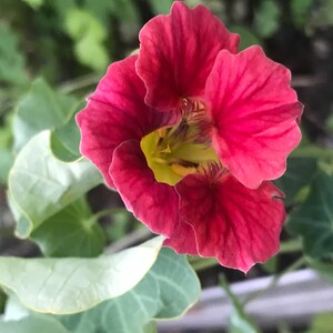 Butterfly Ranunculus Hades Corm Bulb - Etsy