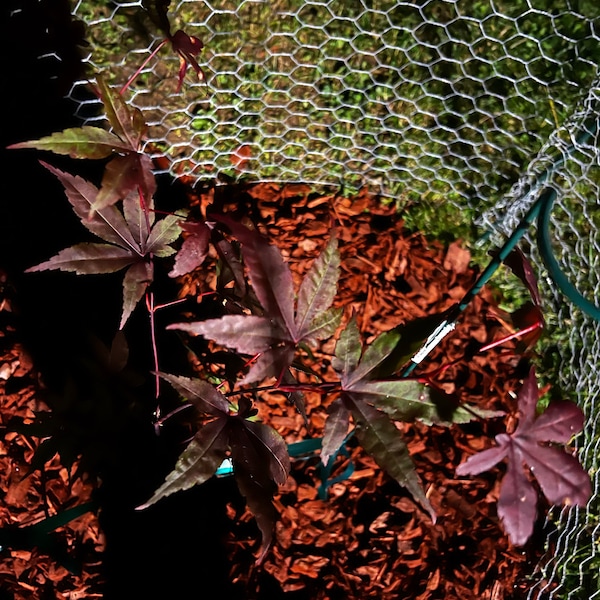 Bloodgood Japanese Maple 18-24" in an ABP Container - Etsy