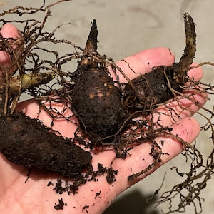 5 Stone Roots Plants Bare Roots Collinsonia Canadensis Organic - Etsy