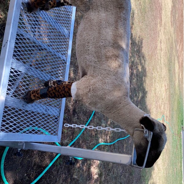 Sheep Leg Wraps, Goat Leg Wraps, Mini Horse Leg Wraps, Glittery Wraps ...