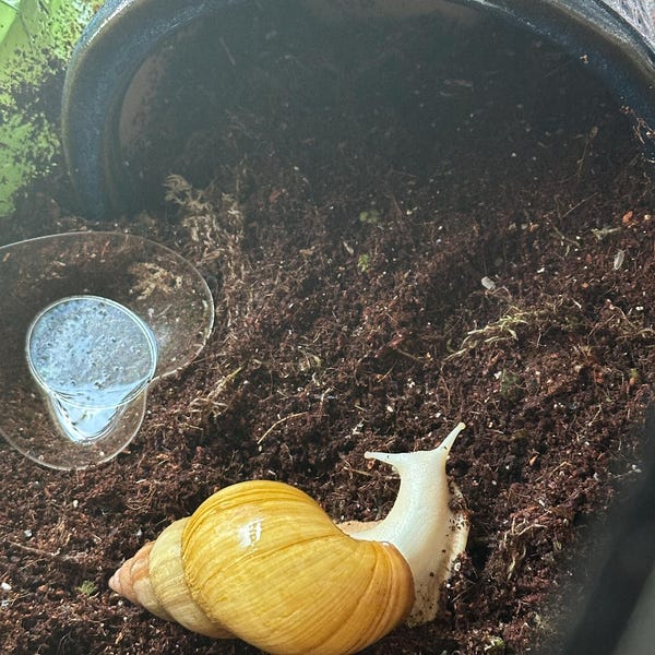 Land Snail Kit, Ideal for Garden Snails - Etsy