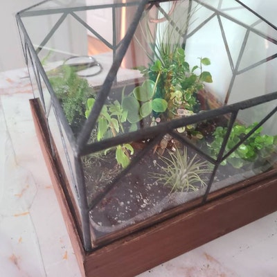 Dorman Terrarium - Etsy