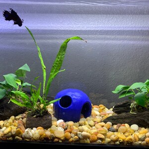 Small Fish Hide MADE TO ORDER Betta Fish Cave Small | Etsy Canada