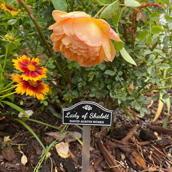 Rose Identification Stakes, Custom Rose Bush Markers, Rose Name Plaque ...