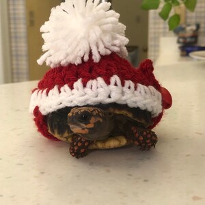 Christmas and Holiday Tortoise Sweaters, Turtle Costume, Tortoise Hat ...
