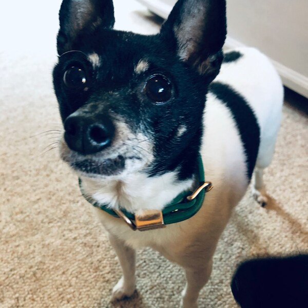 Green Leather Dog Collar, Personalized Pet Collar, Brass Plate Collar ...