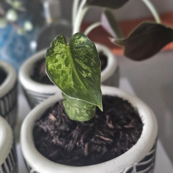 Alocasia Hilo Beauty Starter Plant.*** Please Note All Starter Plants ...