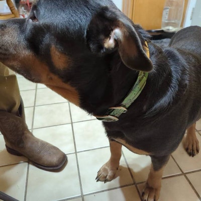 Leather Safety 1.5 Collar for Hunting Dog / Outdoor Dog, Hunting Dog ...