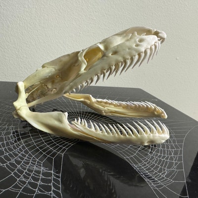 Real Frogfish Skeleton, Anglerfish, Antennariidae, Fish Taxidermy ...