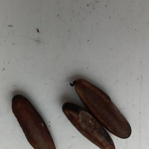 50 Grams of Large Seeds of Indian Soapberry sapindus Mukorossi or About ...