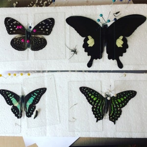 Butterfly Mounting Kit for Beginners with Real Butterflies | Etsy