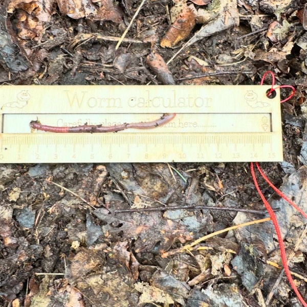 Portable Insect Bug Box Collection Box Parent-child Outdoor Forest ...