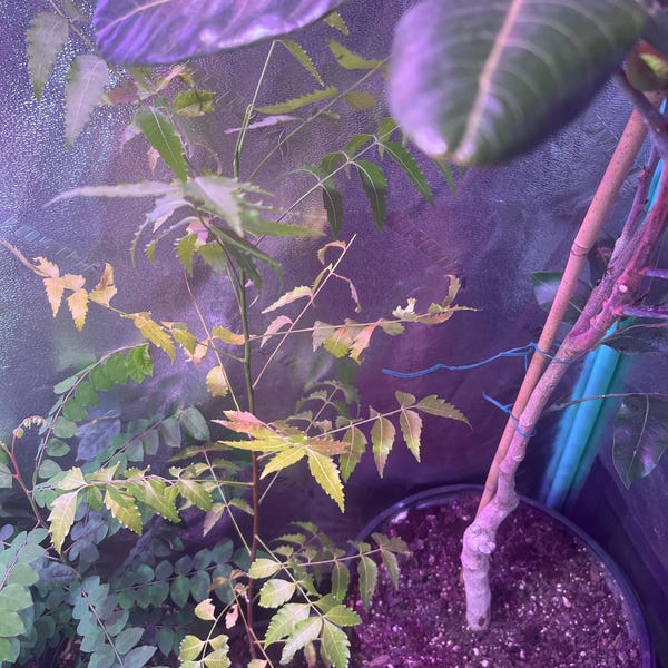 Bruce Canistel Seedling Egg Fruit Pouteria Campechiana Zapote Amarillo ...