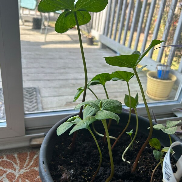 12 Lily of the Valley Root Systems, Convallaria Majalis, Bell Shaped ...