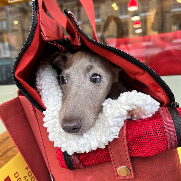 Dog & Human Matching Raincoat, Matching Set for You and Your Pet ...