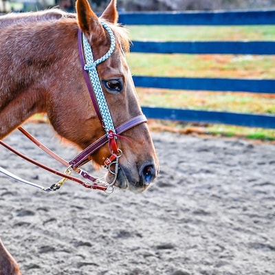 Mule Tape One Ear Headstall-wide Version You Pick the Color - Etsy