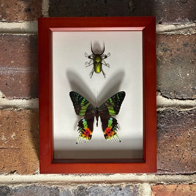 Butterfly Display Case Real Insect Taxidermy Art Baeotus - Etsy