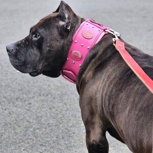 XL Bully Collar, American Bully Padded Collar, Pocket Bully Collar ...