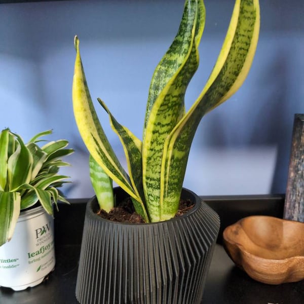 3D Textured Wood Planter With Customizable Size & Color! Comes With ...