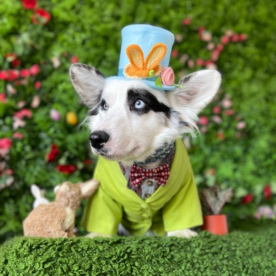 Dog Top Hat Wedding Top Hat Dogs Party Dog Hat Pet Hat Dog - Etsy