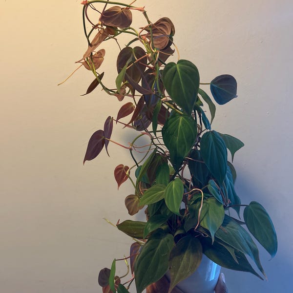 Philodendron Mican : Indoor Plants - Easy Care Houseplant - Starter ...