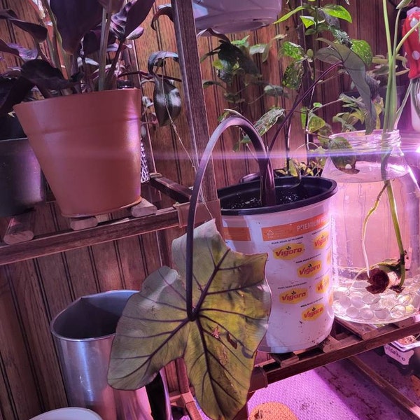 3 Musa poquito Banana Tree/ Banana Tree in 4 Inch Cups one Plant per ...