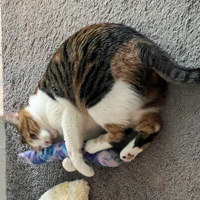 Sir Reginald Kick Stick Cat Toy Organic Catnip Kicker Toy - Etsy