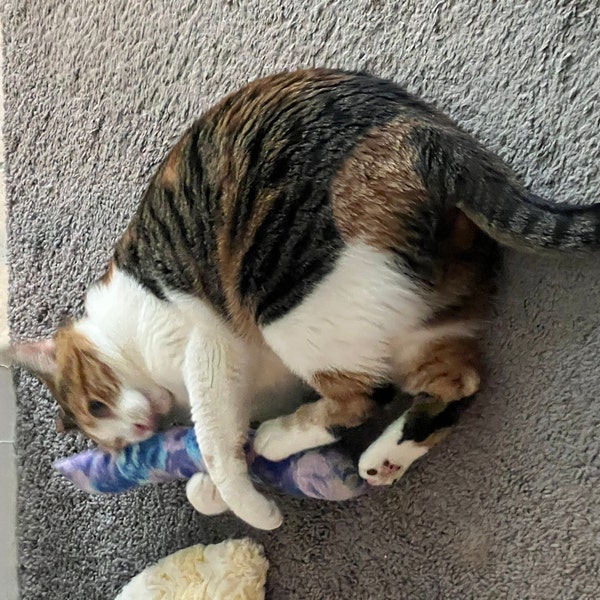 Sir Reginald Kick Stick, Cat Toy, Organic Catnip Kicker Toy - Etsy