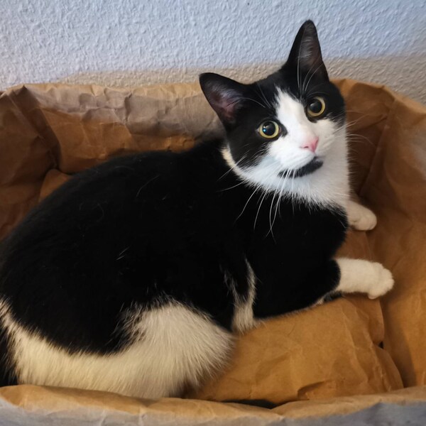 Cat Bed | Made From Washable Paper | Cat Box | Cat Cave | Pet Box | Pet ...