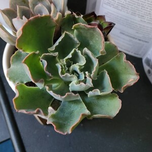 2, 4, 6 Pot of Echeveria Blue Curls Rare Succulent Plant Shipped Bare Roots - Etsy