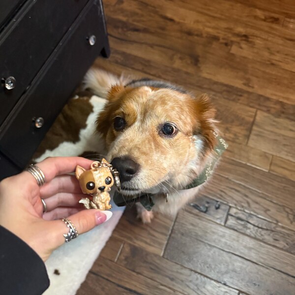 Custom Australian Cattle Dog Figurine, Heeler Art, Queensland Heeler ...