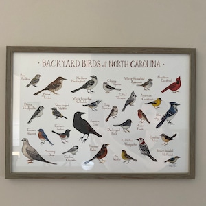North Carolina Backyard Birds Field Guide Art Print / Watercolor ...