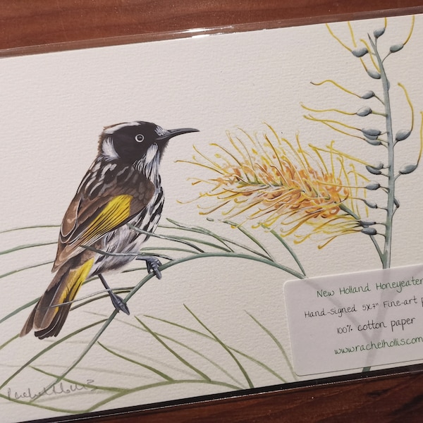 Satin Bowerbird Print - Australian Native Bird Art Print - Etsy