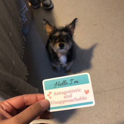 The Seer Sticker, Elaine Archeron, Acotar, Book Lover - Etsy